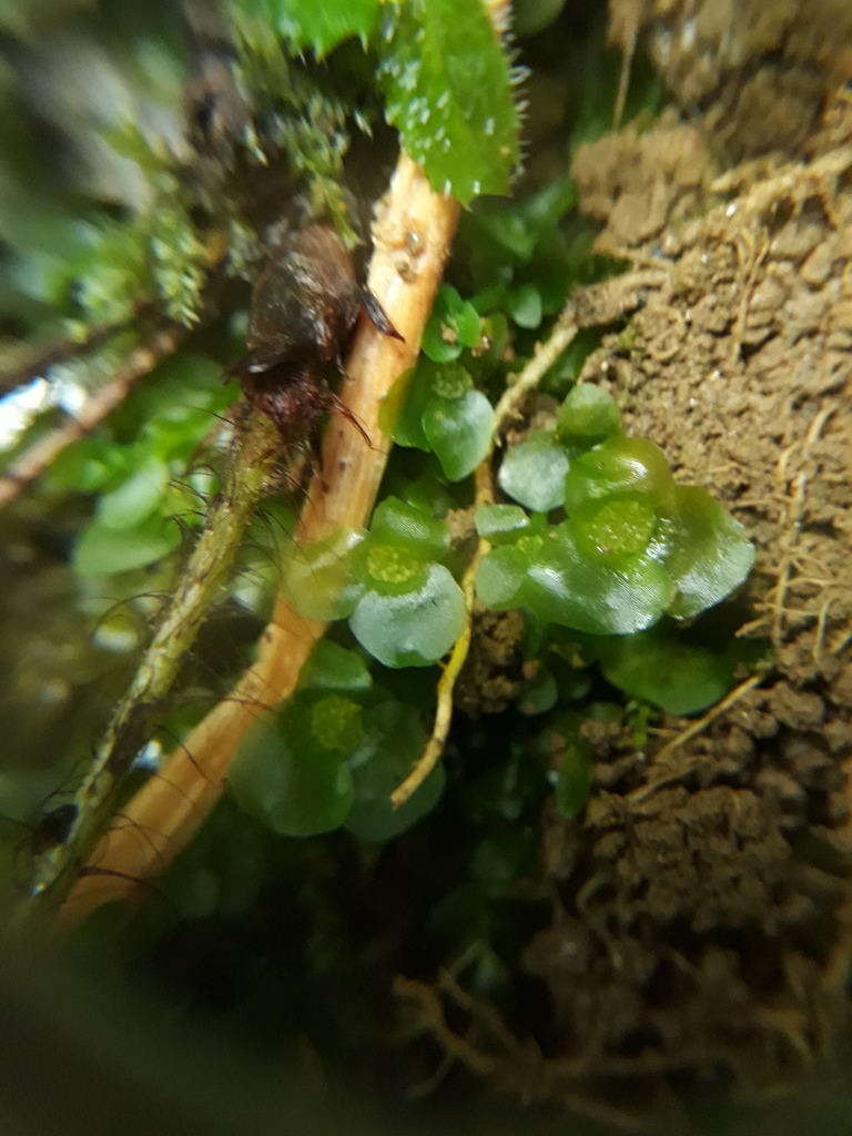 (Calobryales) - Botanical Realm