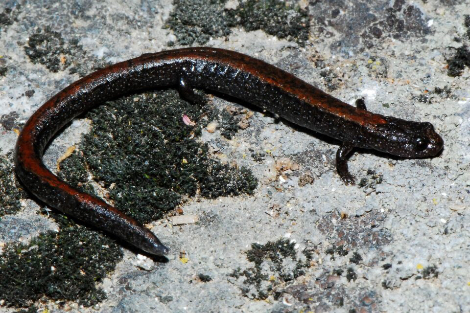 Relictual Slender Salamander in July 2012 by Mike Rochford · iNaturalist