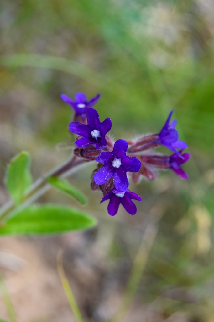 common alkanet from Самарская обл., Россия, 445350 on June 15, 2019 at ...