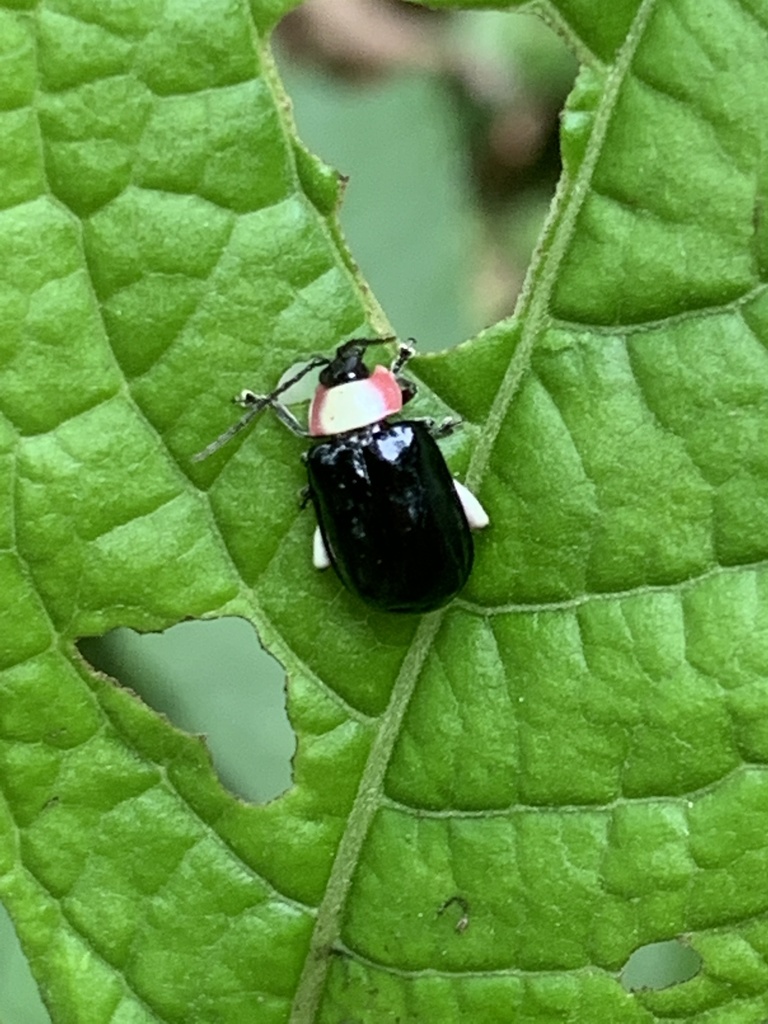 Asphaera reichei from Ruta Nacional 142, Tilaran, Guanacaste, CR on May ...