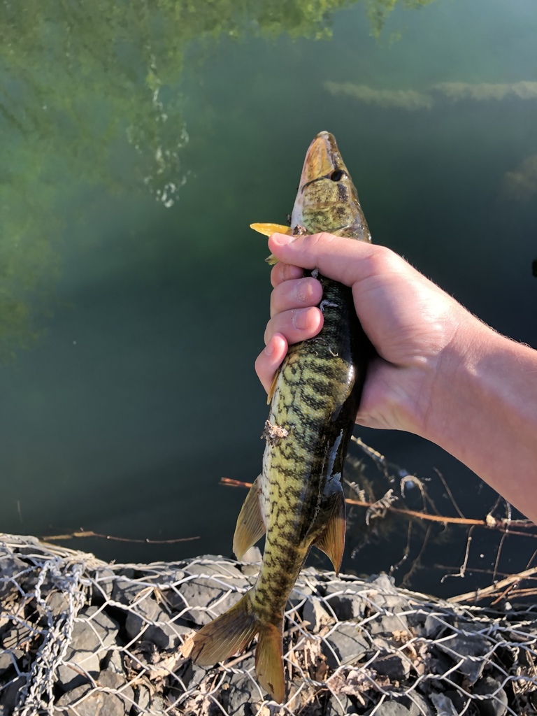American × Chain Pickerel from Hackettstown, NJ, US on May 13, 2020 at ...