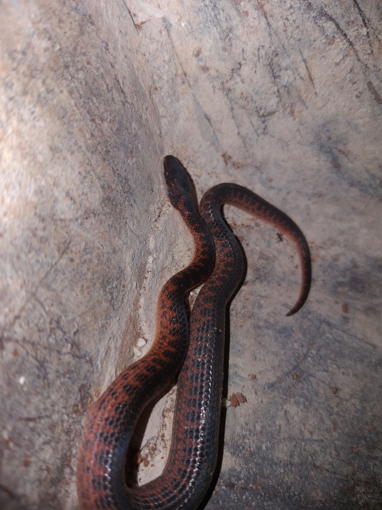 Jensen's Ground Snake (Xenopholis undulatus) - Snakes and Lizards