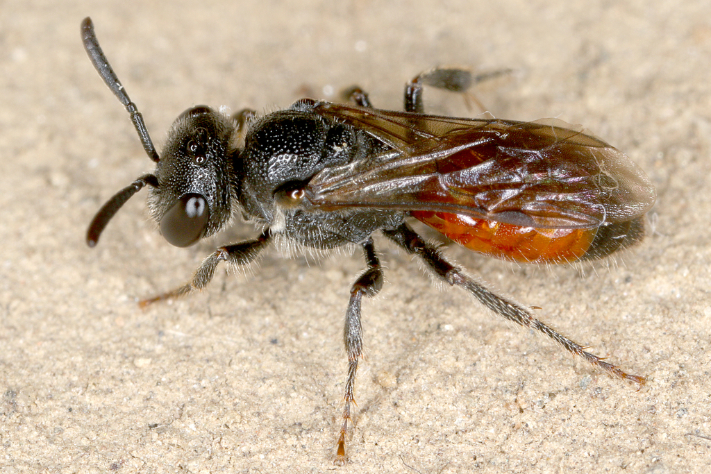 Blood Bees from Leibnitz, Österreich on May 11, 2015 at 06:58 AM by ...