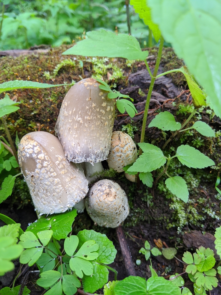 scaly ink cap from Liberty Township, IN, USA on May 17, 2020 at 06:31 ...