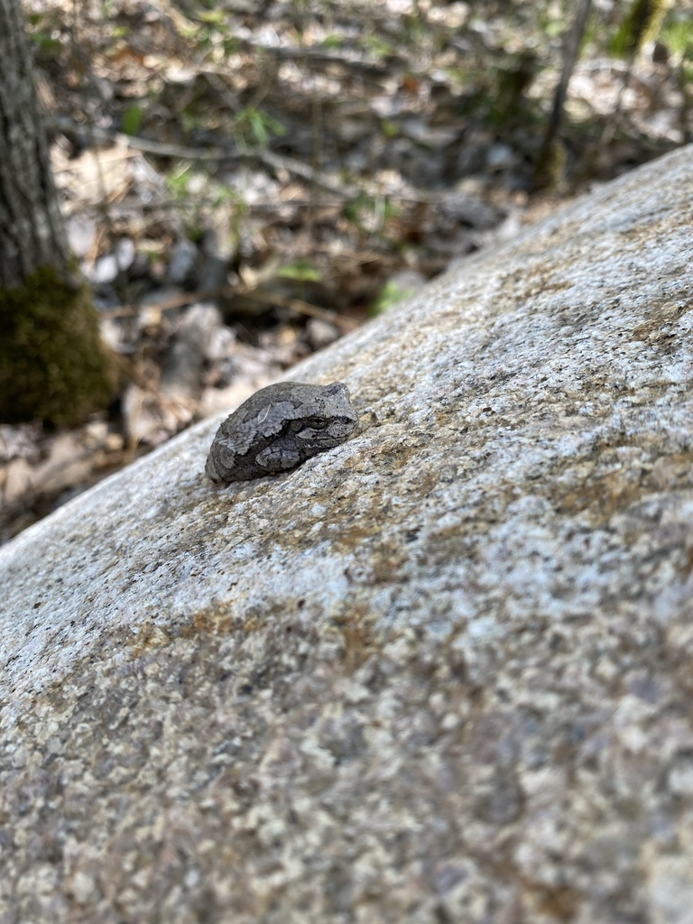 Gray Treefrog Species Complex from Father Foley Dr, Pine River, MN, US ...