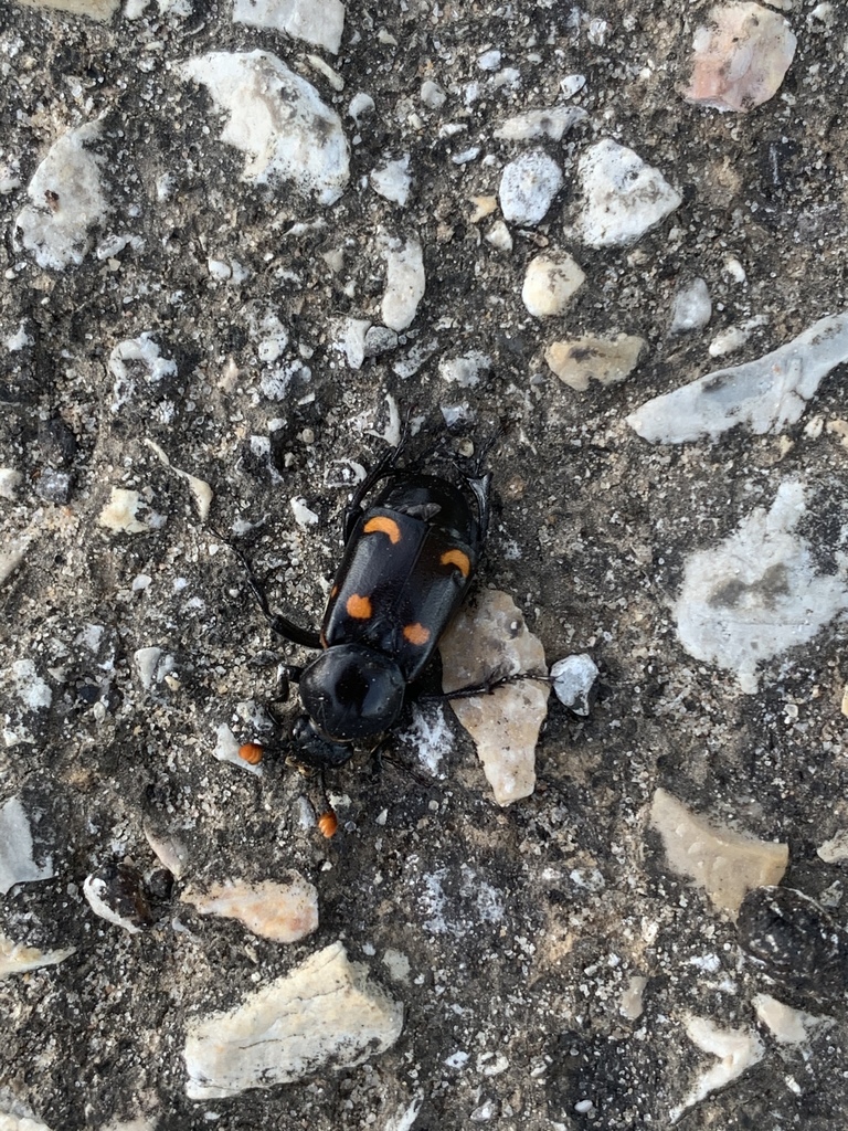 Burying Beetles from Blue Mountain Blvd, Tyler, TX, US on May 17, 2020 ...