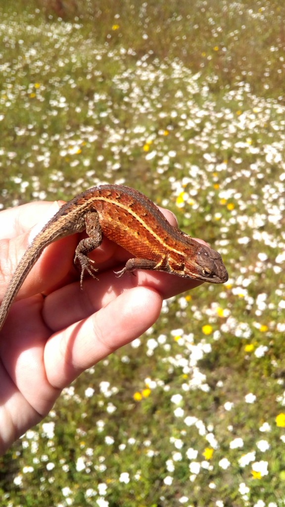 Trans Volcanic Bunchgrass Lizard from Distrito Federal, Mexico on ...