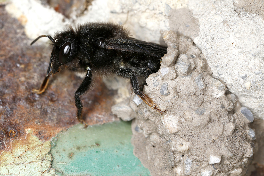 Black Mud Bee from Austria, Burgenland, Lange Lacke on June 03, 2014 at ...