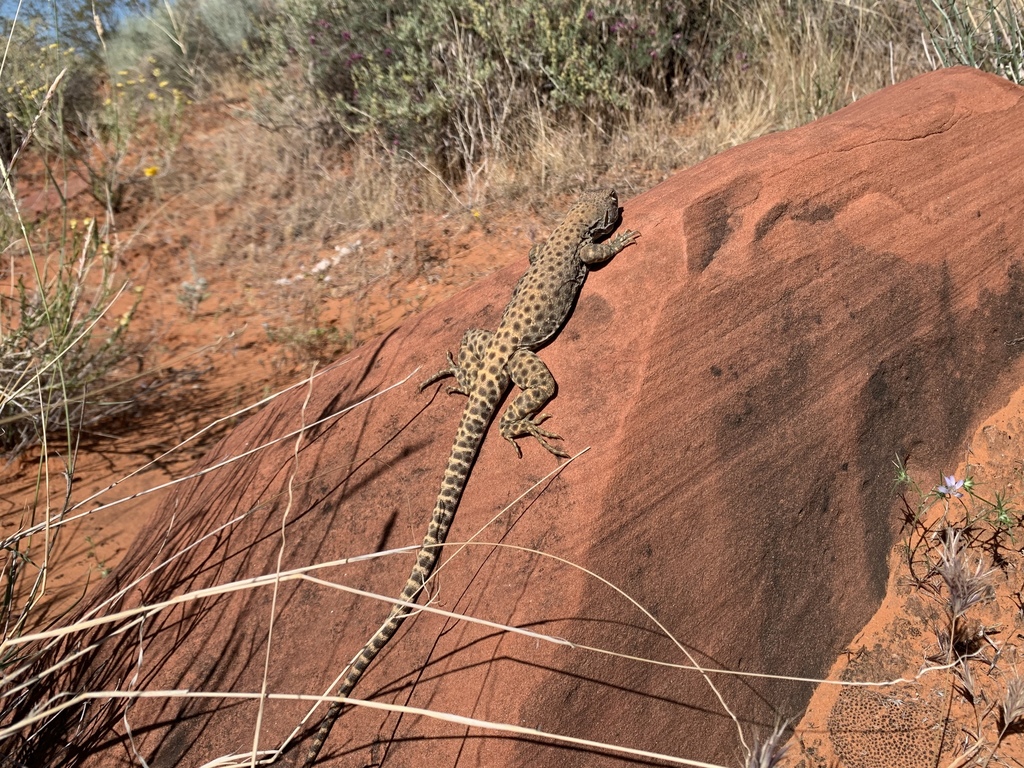 Long-nosed Leopard Lizard in May 2020 by jgjulander · iNaturalist