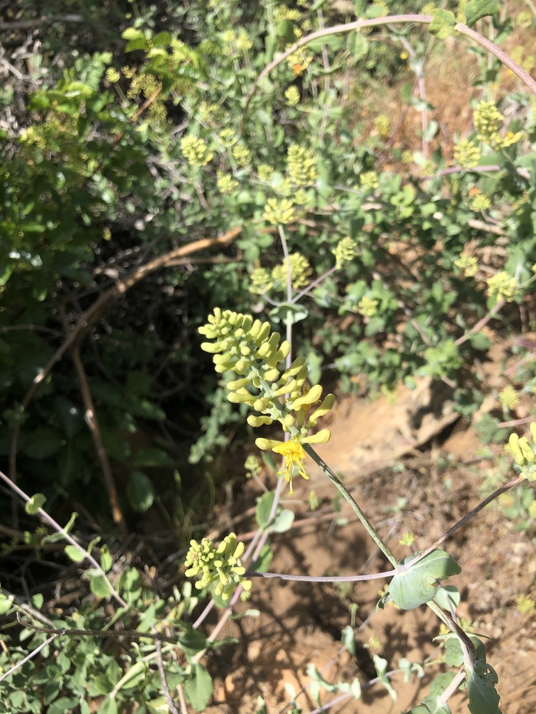 chaparral honeysuckle from Sequoia National Forest, Caliente, CA, US on ...