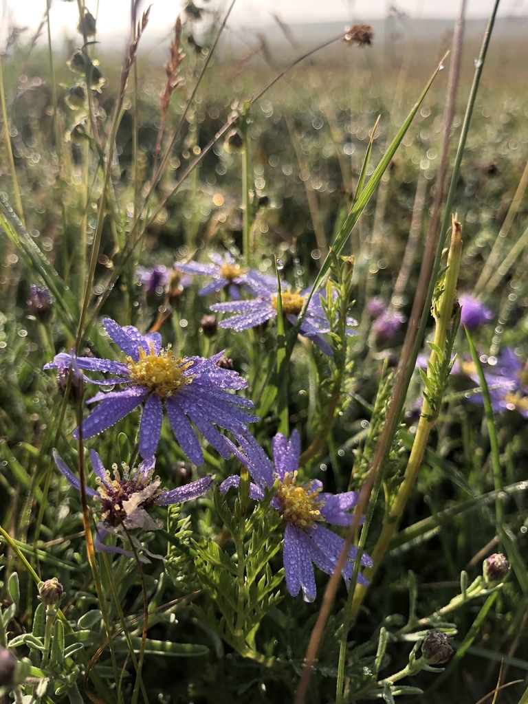 Alpine Aster from Khövsgöl, MN on July 31, 2019 at 11:32 PM by ...