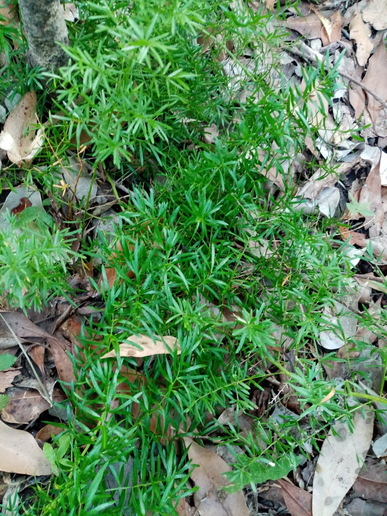 African Asparagus in May 2020 by Liam Gill · iNaturalist