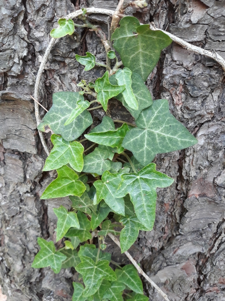 common ivy from Mays Chapel, Lutherville-Timonium, MD 21093, USA on May ...