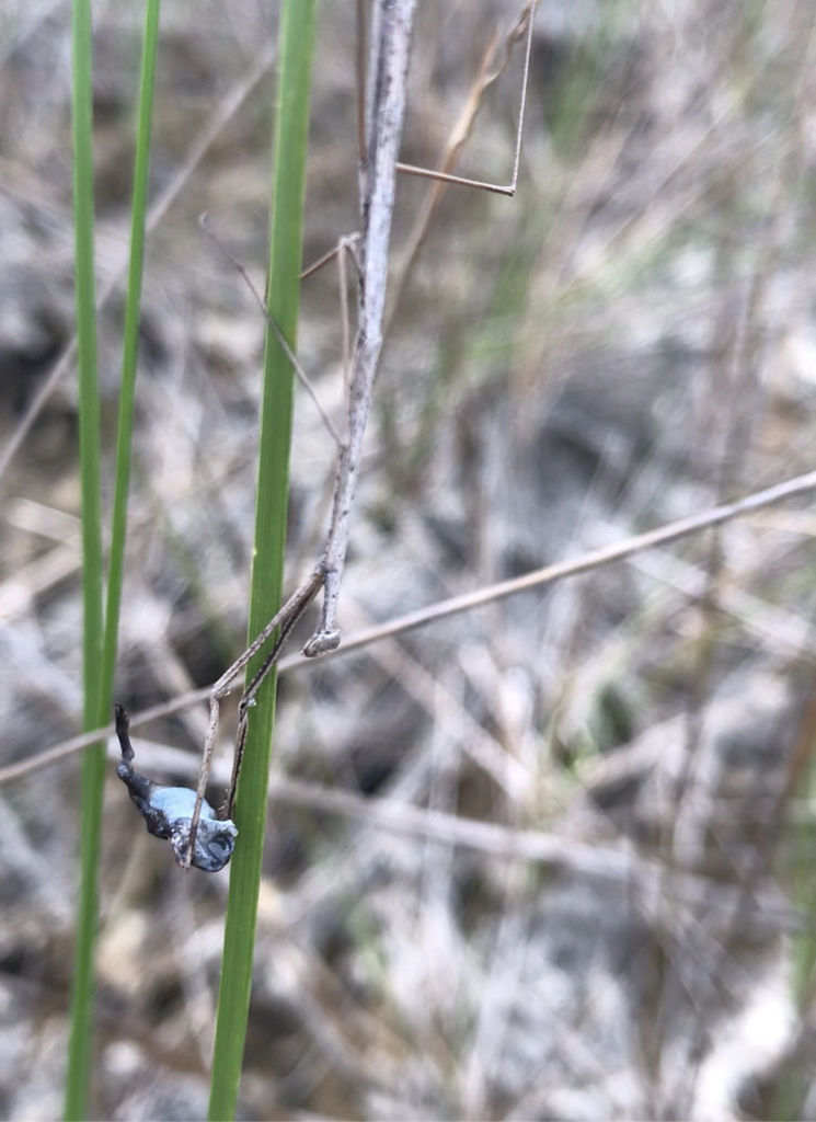 American Grass Mantis from Everglades National Park, Homestead, FL, US ...