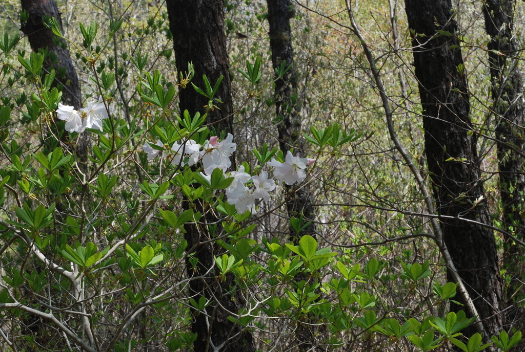 royal azalea from 대한민국 전라남도 광양시 옥룡면 on April 22, 2013 at 10:39 AM by ...