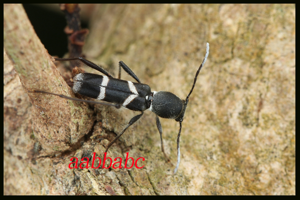 Perissus mimicus from 香港馬鞍山 on May 16, 2020 at 04:46 PM by aabbabc. lay ...