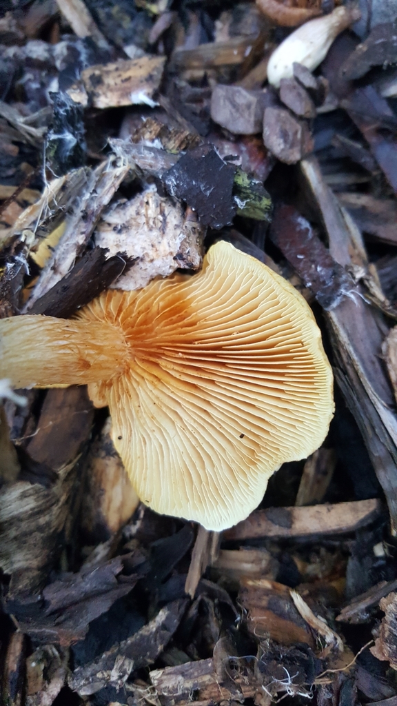 Mulch Fieldcap from Matakana on May 19, 2020 at 05:11 PM by Jess Newby ...