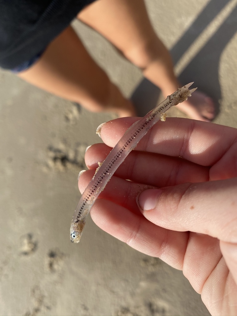 Beaked Salmon from Coral Sea, QLD, AU on May 19, 2020 at 03:21 PM by ...