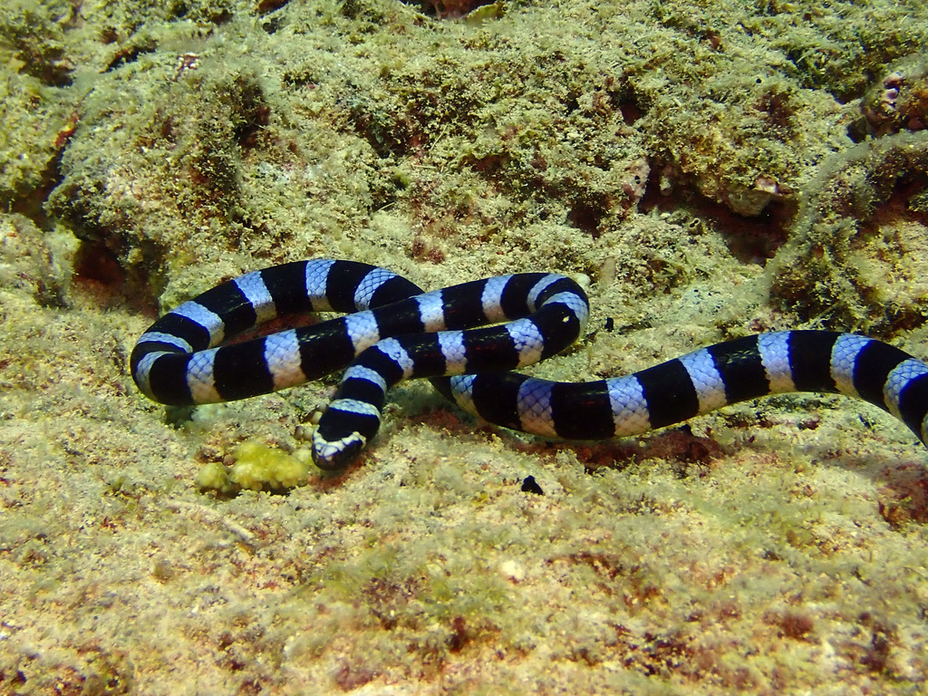 Blue Banded Sea Snake