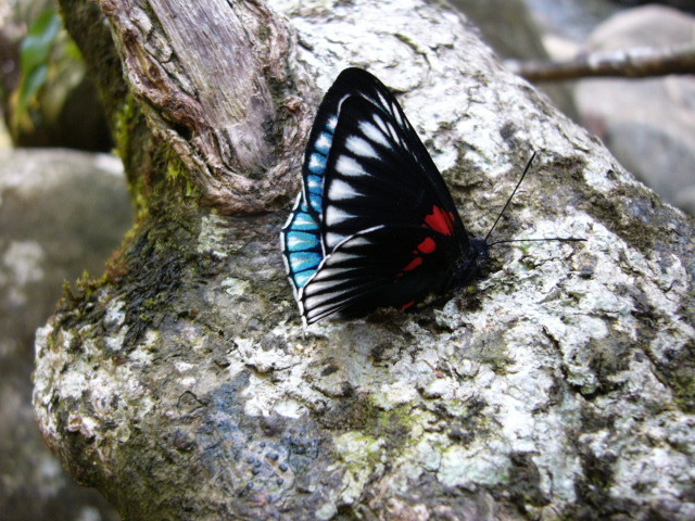 True Metalmarks from Santa Fe, Panamá on November 28, 2004 at 01:41 PM ...