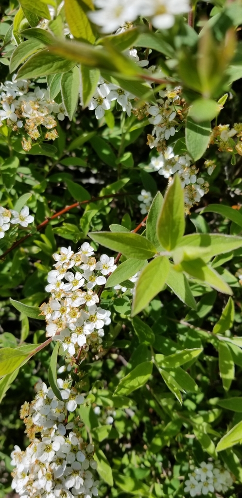 common yarrow from 571 31 Nässjö, Sweden on May 19, 2020 at 01:59 PM by ...