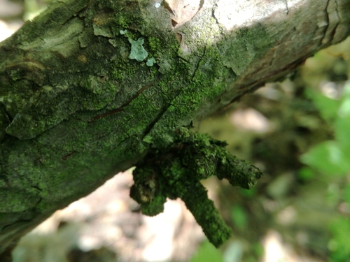 Pleurococcus vulgaris · NaturaLista Colombia