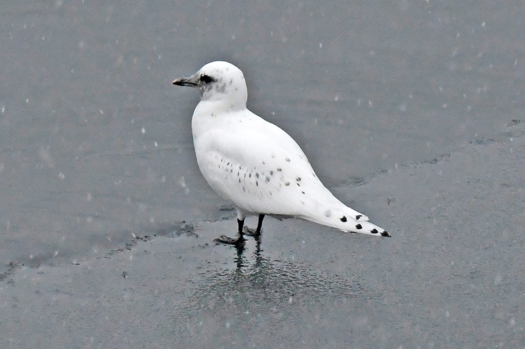 Ivory Gull from Bracebridge on November 11, 2019 at 04:12 PM by ...