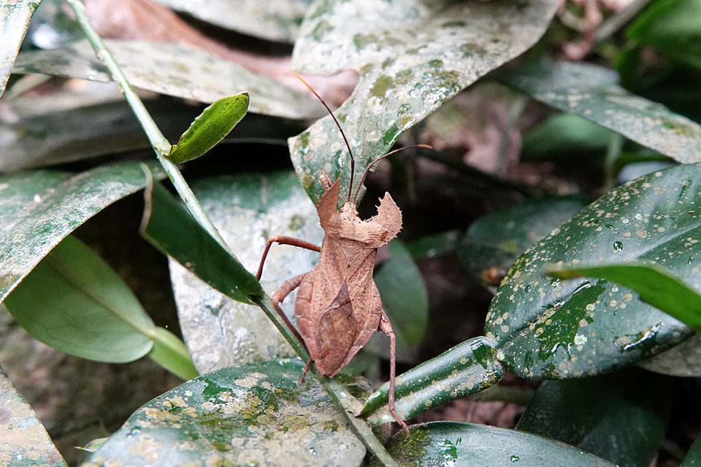 Molipteryx hardwickii in May 2020 by Carol Kwok. 哈奇緣蝽（Molipteryx ...