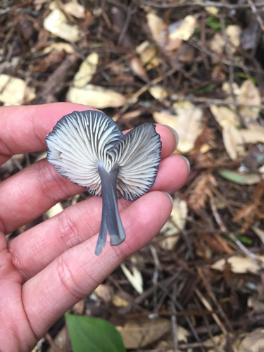 Leptonia subviduense · iNaturalist