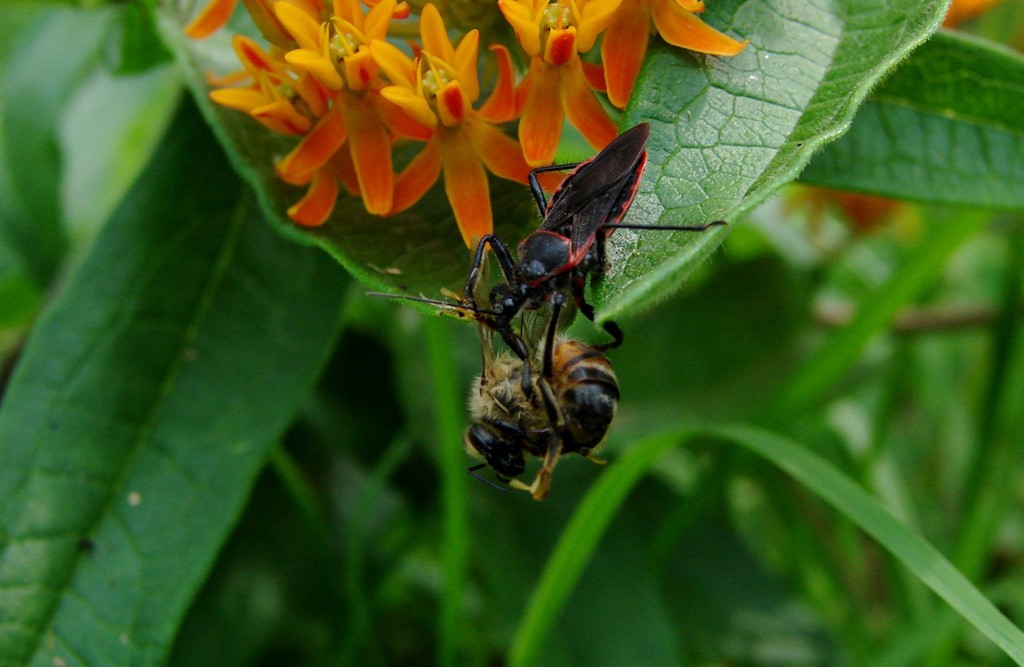 Eastern Bee Assassin in July 2011 by Hope Bias. W/ honey bee prey ...