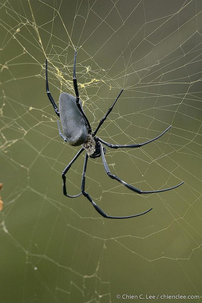 Giant Wood Spiders from Lawas, Sarawak, Malaysia on February 09, 2014 ...