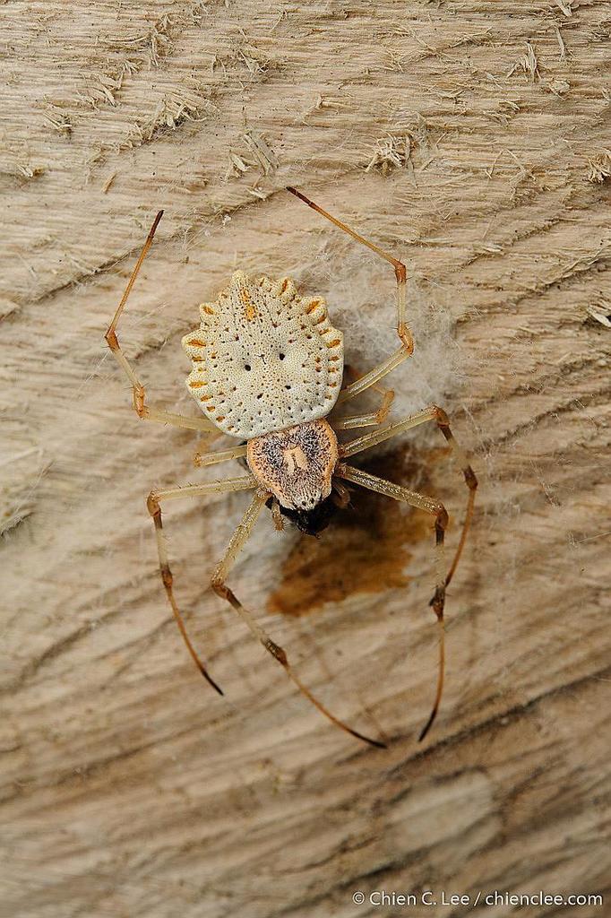 Ornamental Tree Trunk Spider from Lawas, Sarawak, Malaysia on April 05 ...