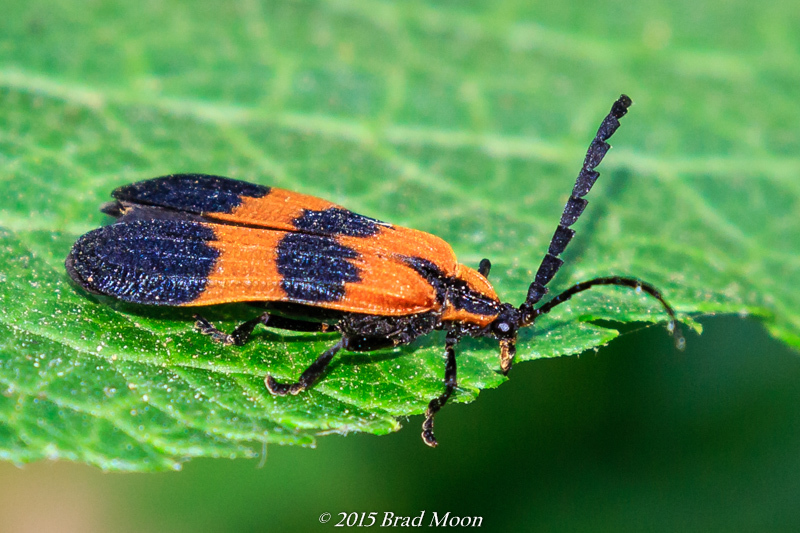 Banded Net-winged Beetle from St Martin Parish, LA, USA on April 03 ...