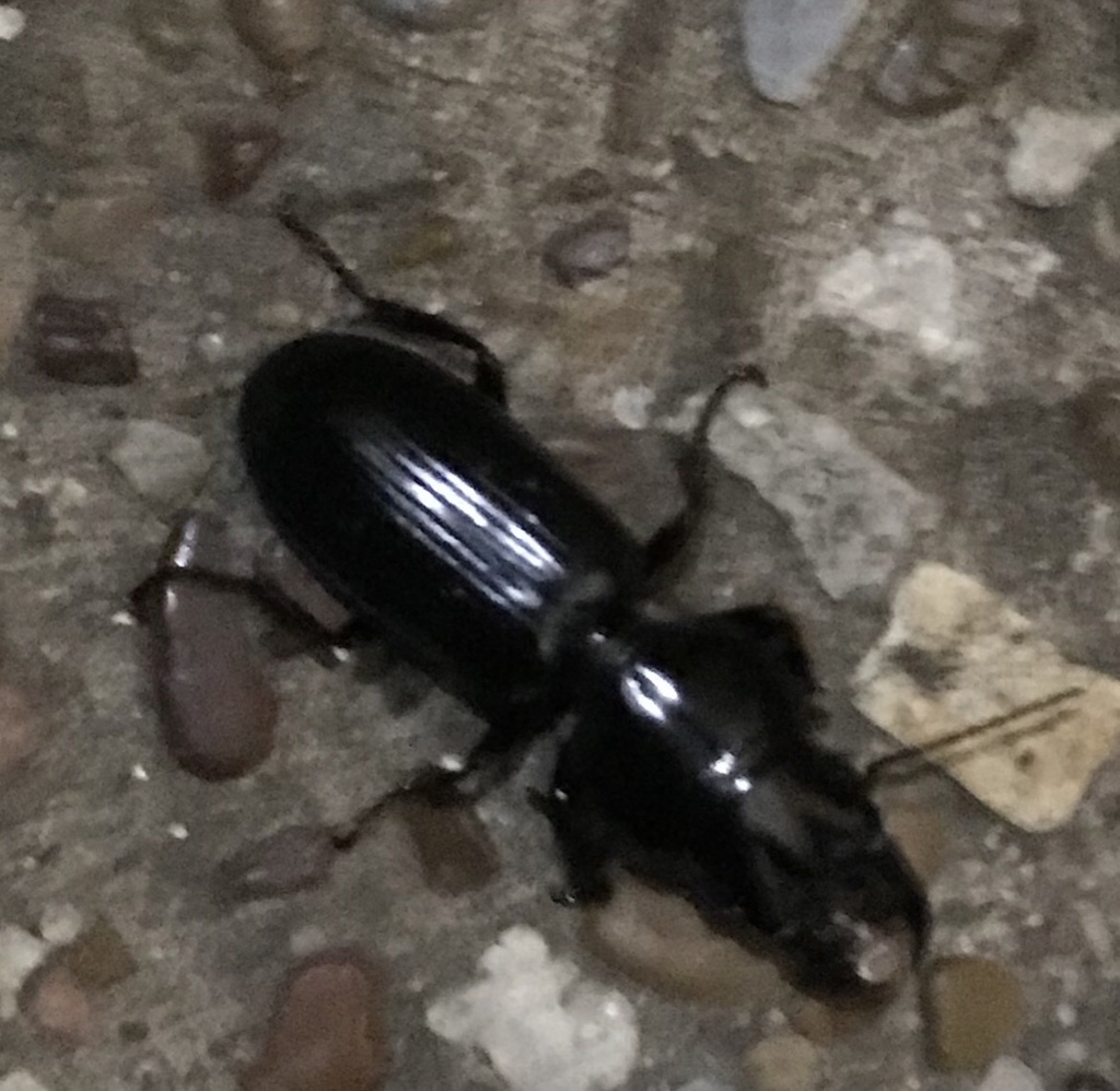 Big-headed Ground Beetle from Archer Trail, Denton, TX, US on May 20 ...
