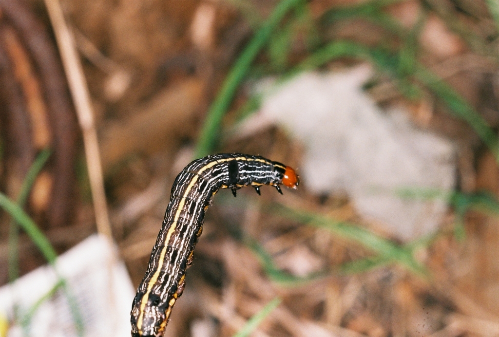 Lily Caterpillar Moth from Thornleigh NSW 2120, Australia on April 30 ...