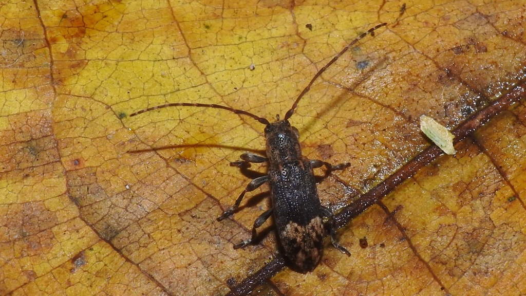 Sybra posticalis from 碧湖步道 on May 20, 2020 at 03:31 PM by 熊盛志. 後紋矮天牛 ...