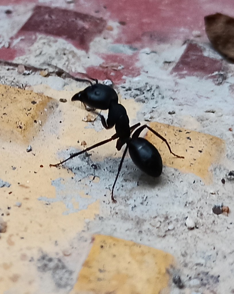 Indian Black Ant from Odisha 752069, India on May 20, 2020 at 04:27 PM ...