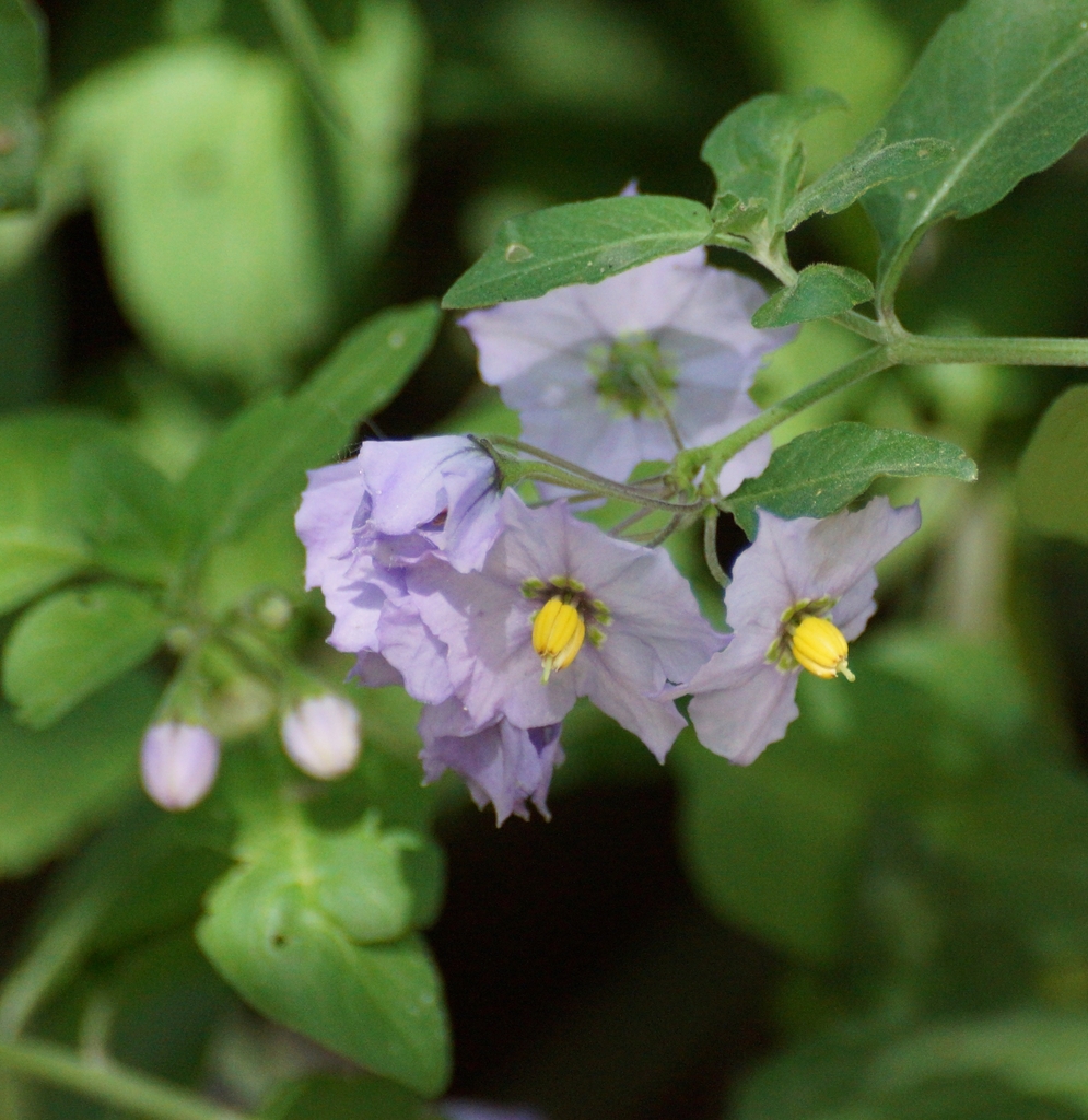 bluewitch nightshade from Sunol Wilderness on March 23, 2014 by Janet ...