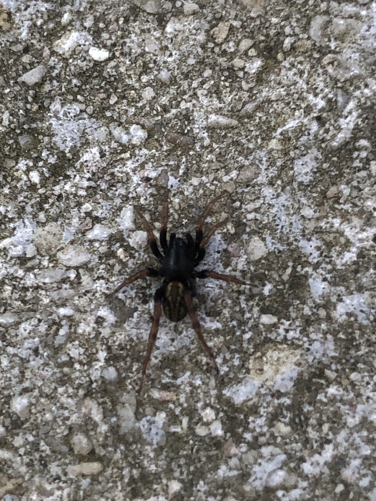Allocosa funerea from Fall Way Dr, San Antonio, TX, US on May 11, 2020 ...