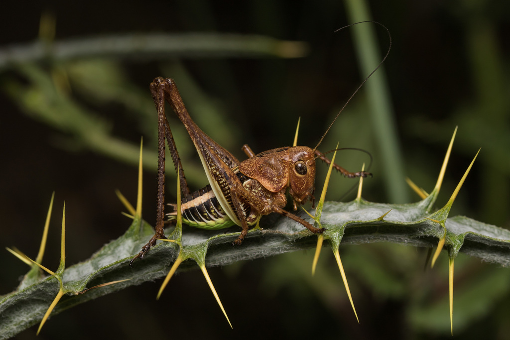 White-faced Bush-cricket from Koskinou 851 00, Greece on April 28, 2020 ...