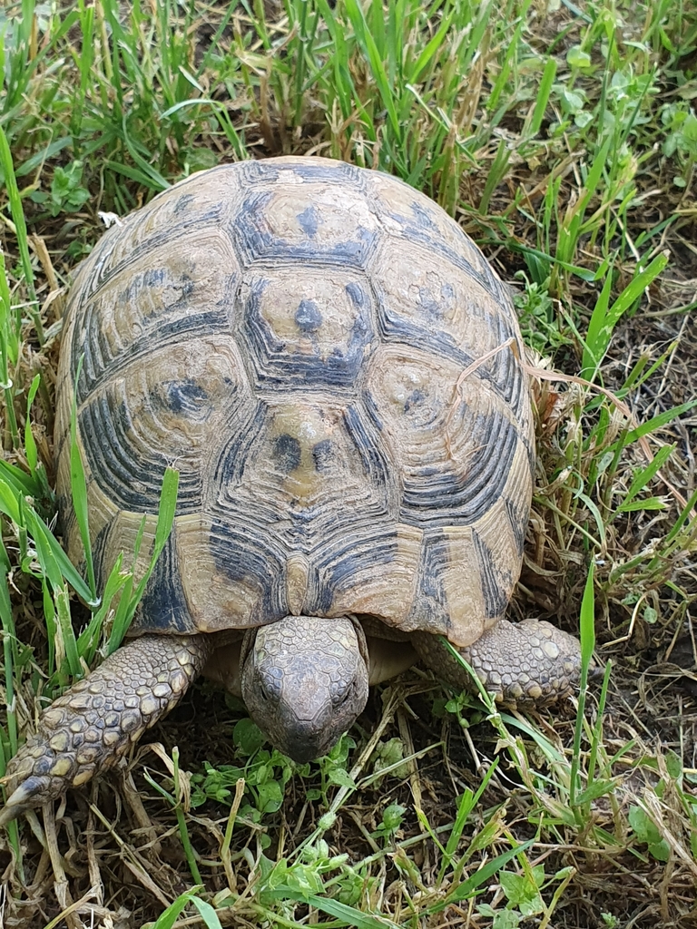Boettger's Tortoise in May 2020 by Aleks Kareiants · iNaturalist