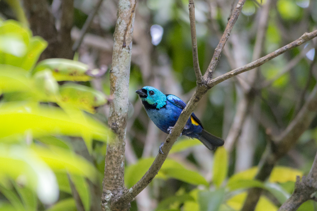 Seven-colored Tanager in March 2018 by Marcelo Maux · iNaturalist