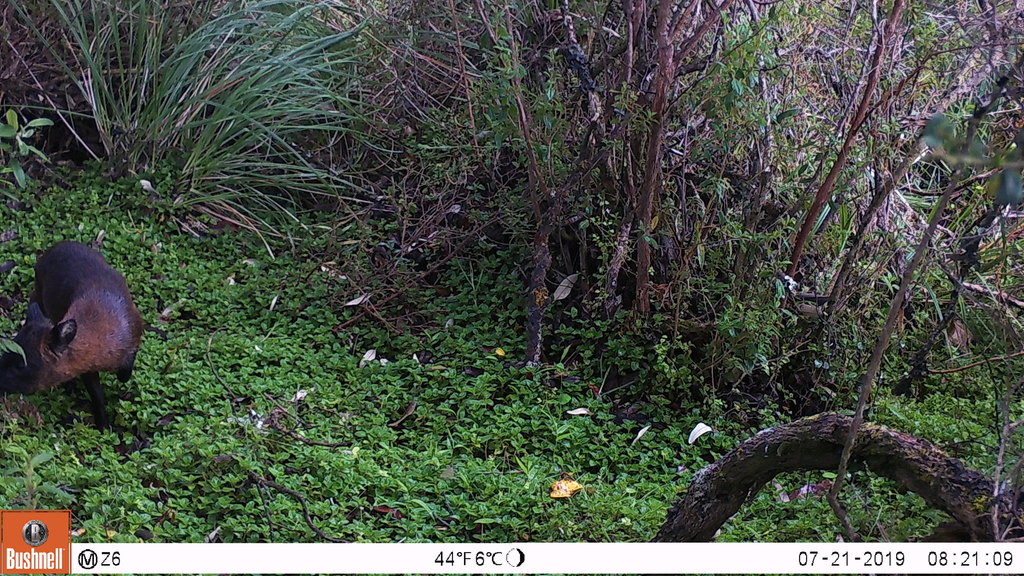 Northern Pudú in July 2019 by Andres Laguna. M2E102A1L141-116.8089981 ...