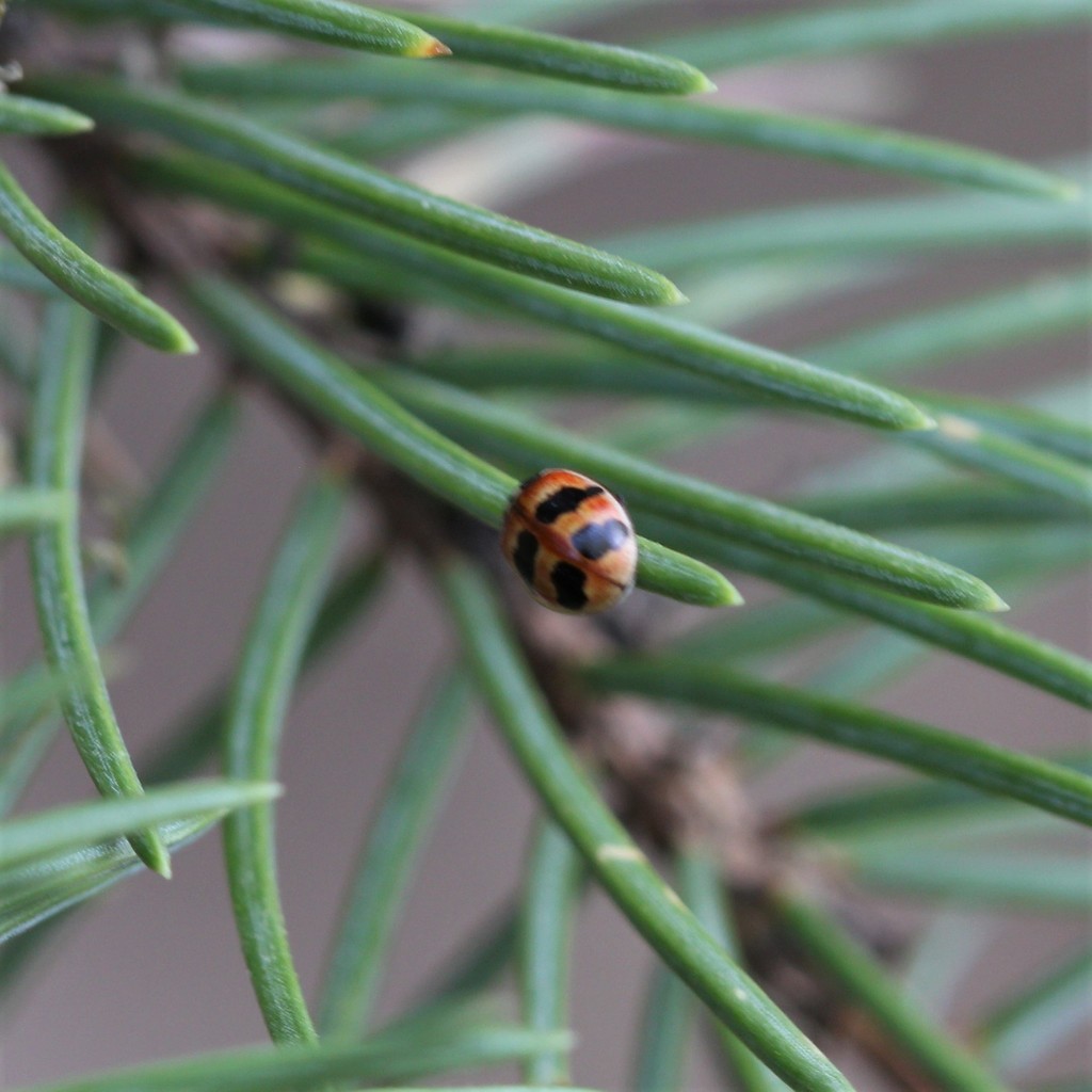 Three-banded Lady Beetle in May 2020 by Katrine Konopnicki · iNaturalist