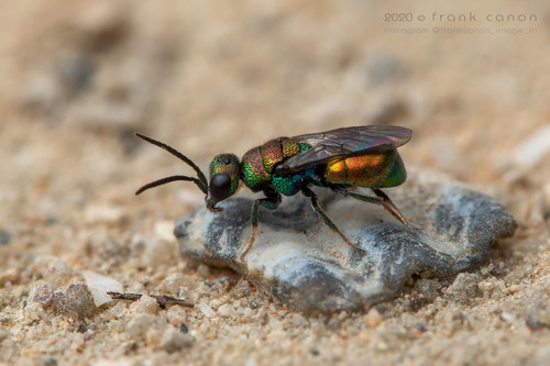 Hedychridium ardens · iNaturalist