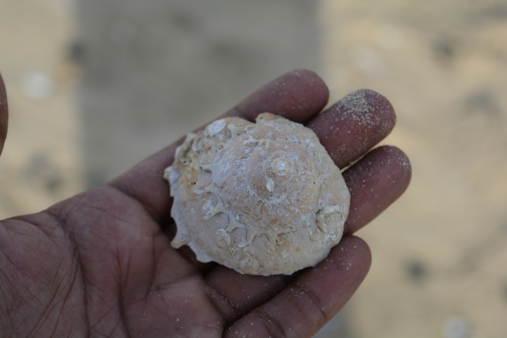 Sunburst Carrier Shell from Kovalam, Tamil Nadu, India on May 16, 2020 ...