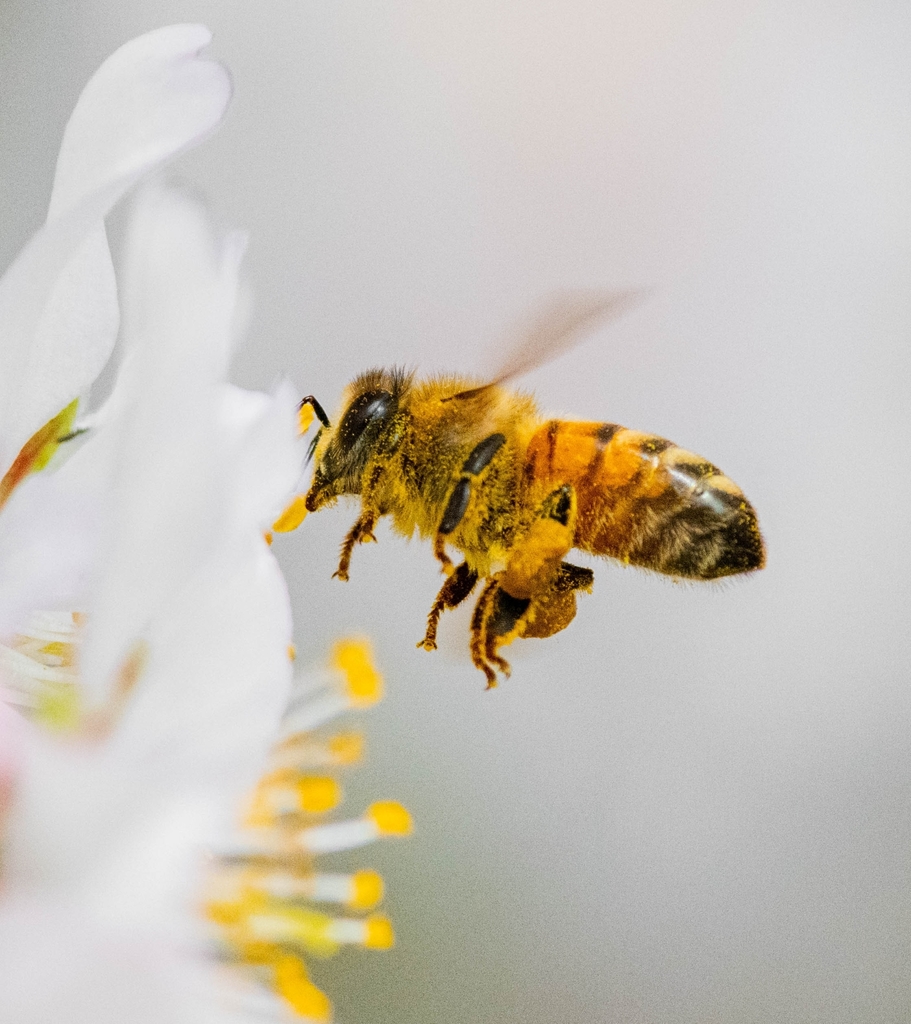 Western Honey Bee from 14, Nataf, Israel on February 23, 2020 at 06:50 ...