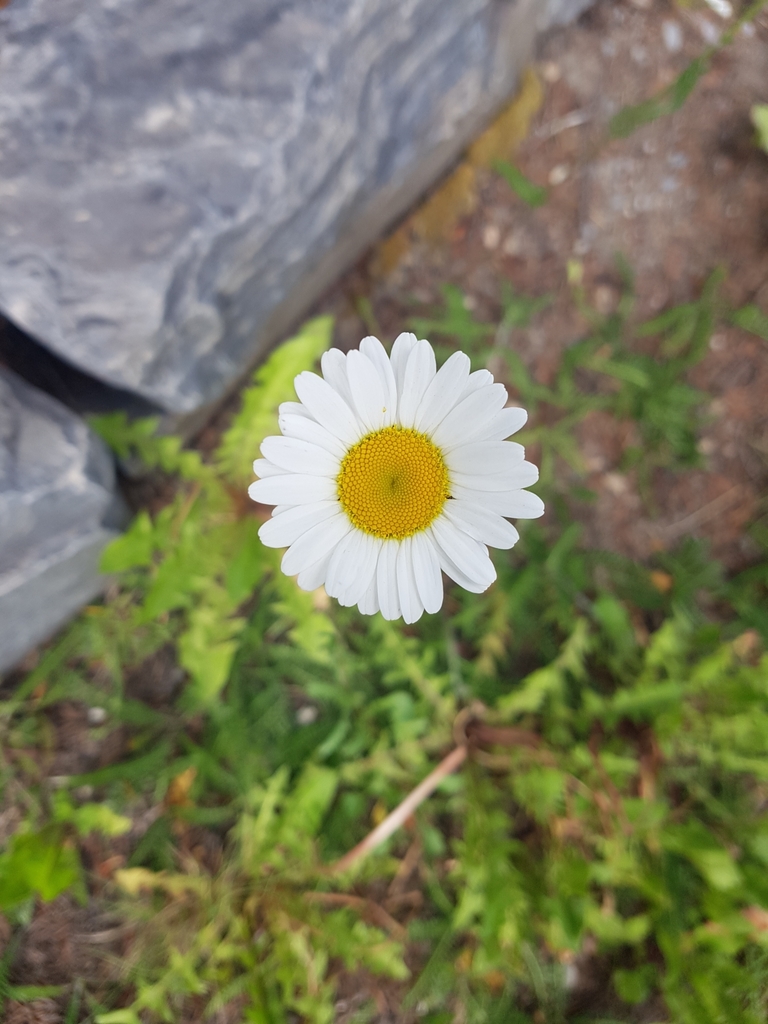 oxeye daisy from Lake Louise, AB, Canada on July 25, 2019 at 05:31 PM ...