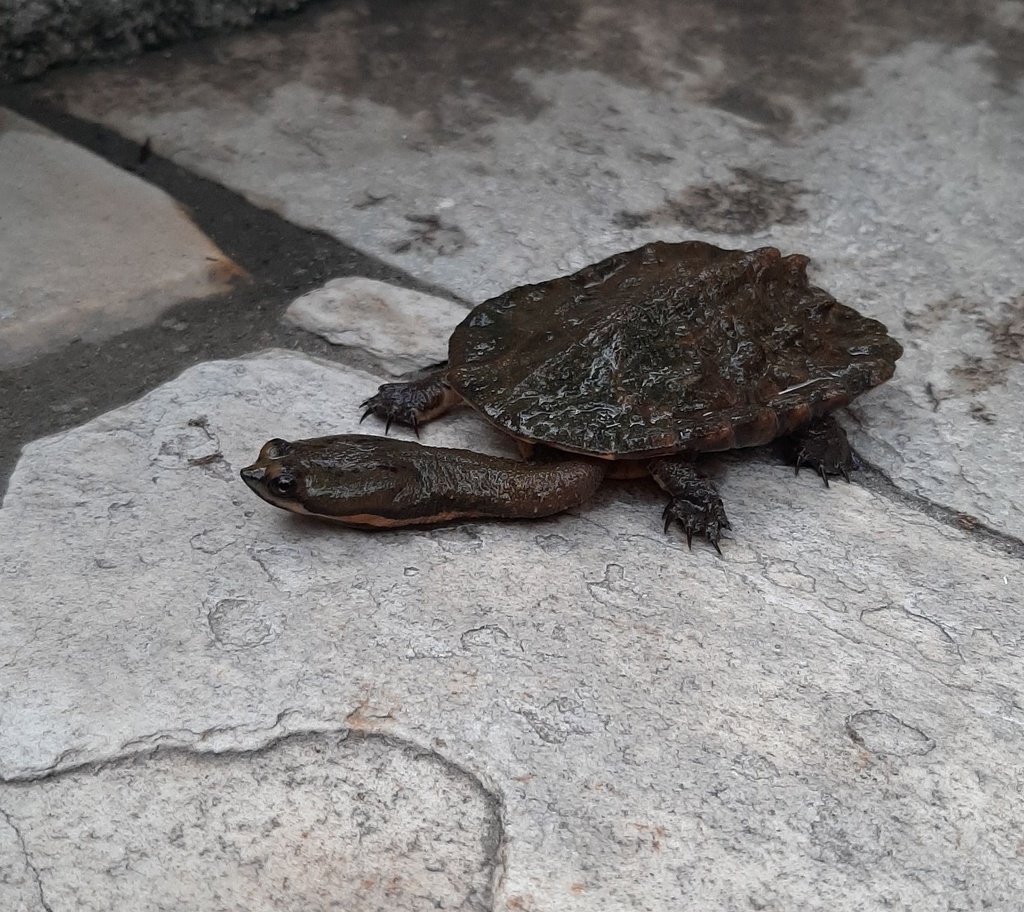 South-American Snake-headed Turtle from Estrada do Piavú on April 23 ...
