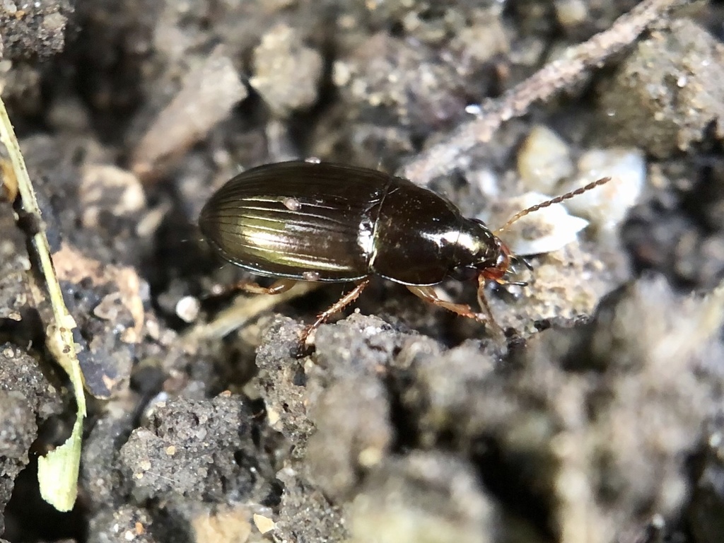 Sun Beetles in May 2020 by Emily Han · iNaturalist
